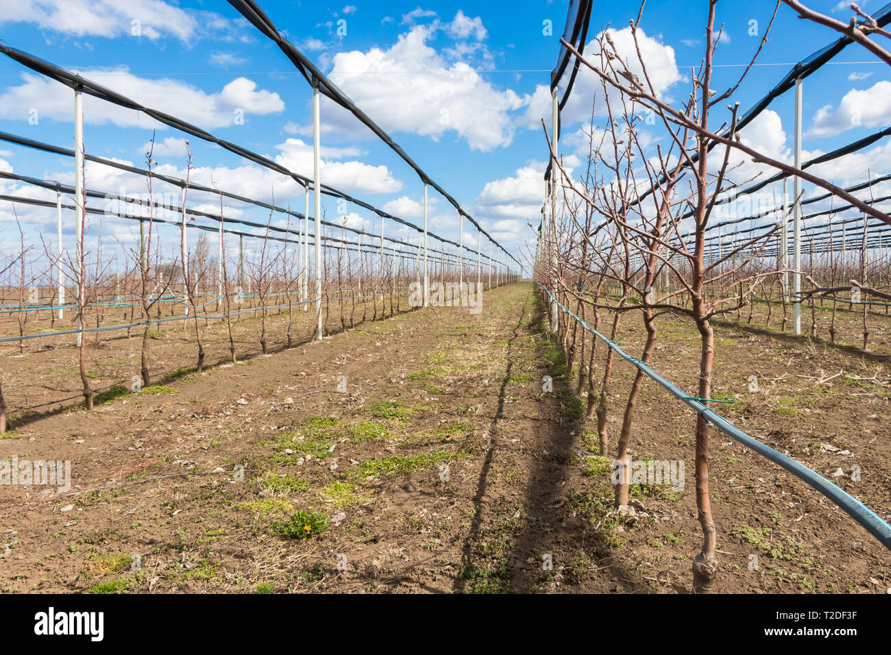 Apple orchard in early spring Stock Photo - Alamy