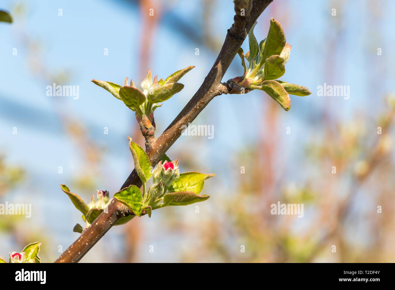 Golden delicious apple tree hi-res stock photography and images - Alamy