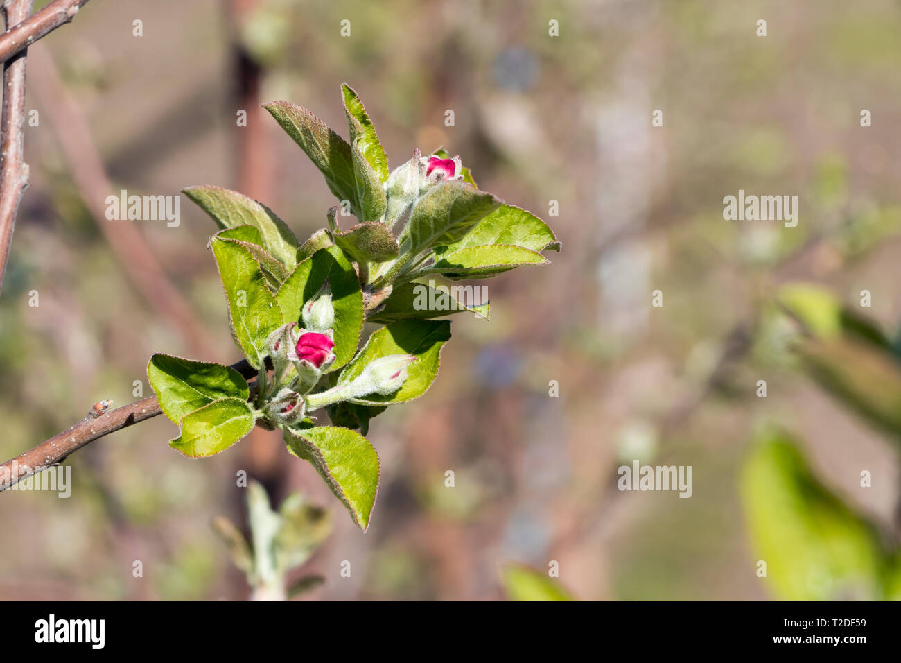 Golden Delicious apple tree flower at the apple orchard in March Stock ...