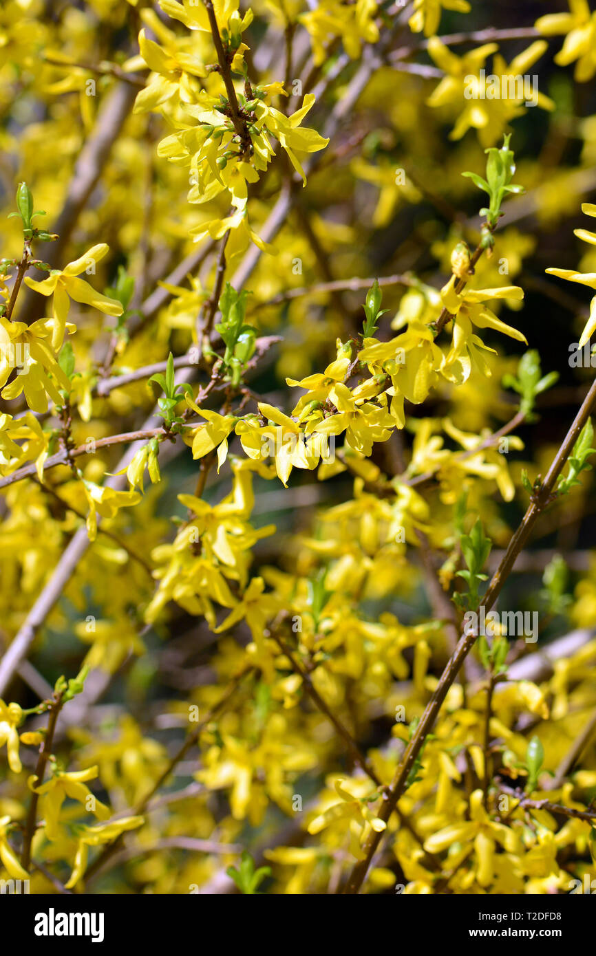 border forsythia, Forsythie, Garten-Forsythie, Goldflieder ...