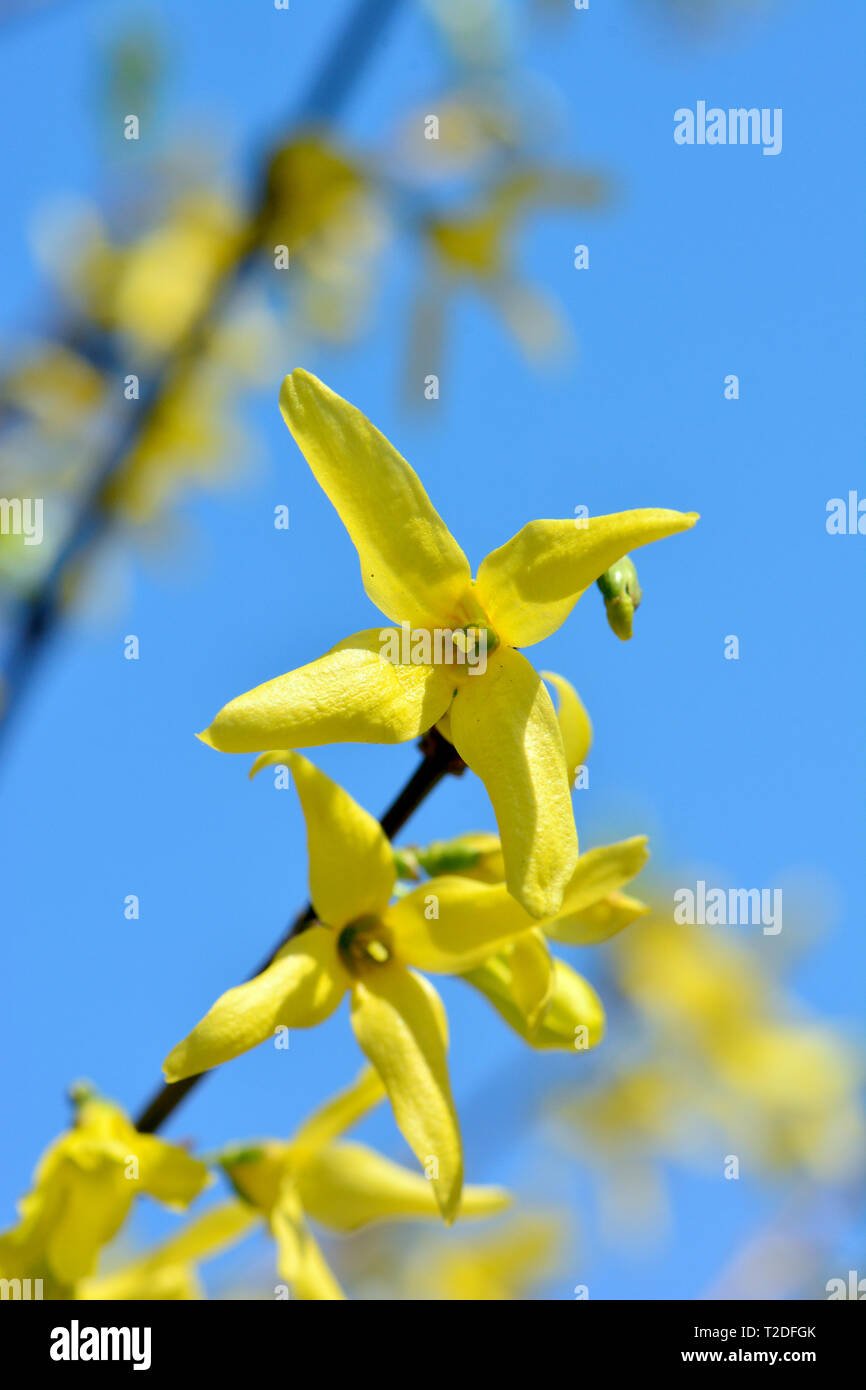 border forsythia, Forsythie, Garten-Forsythie, Goldflieder ...