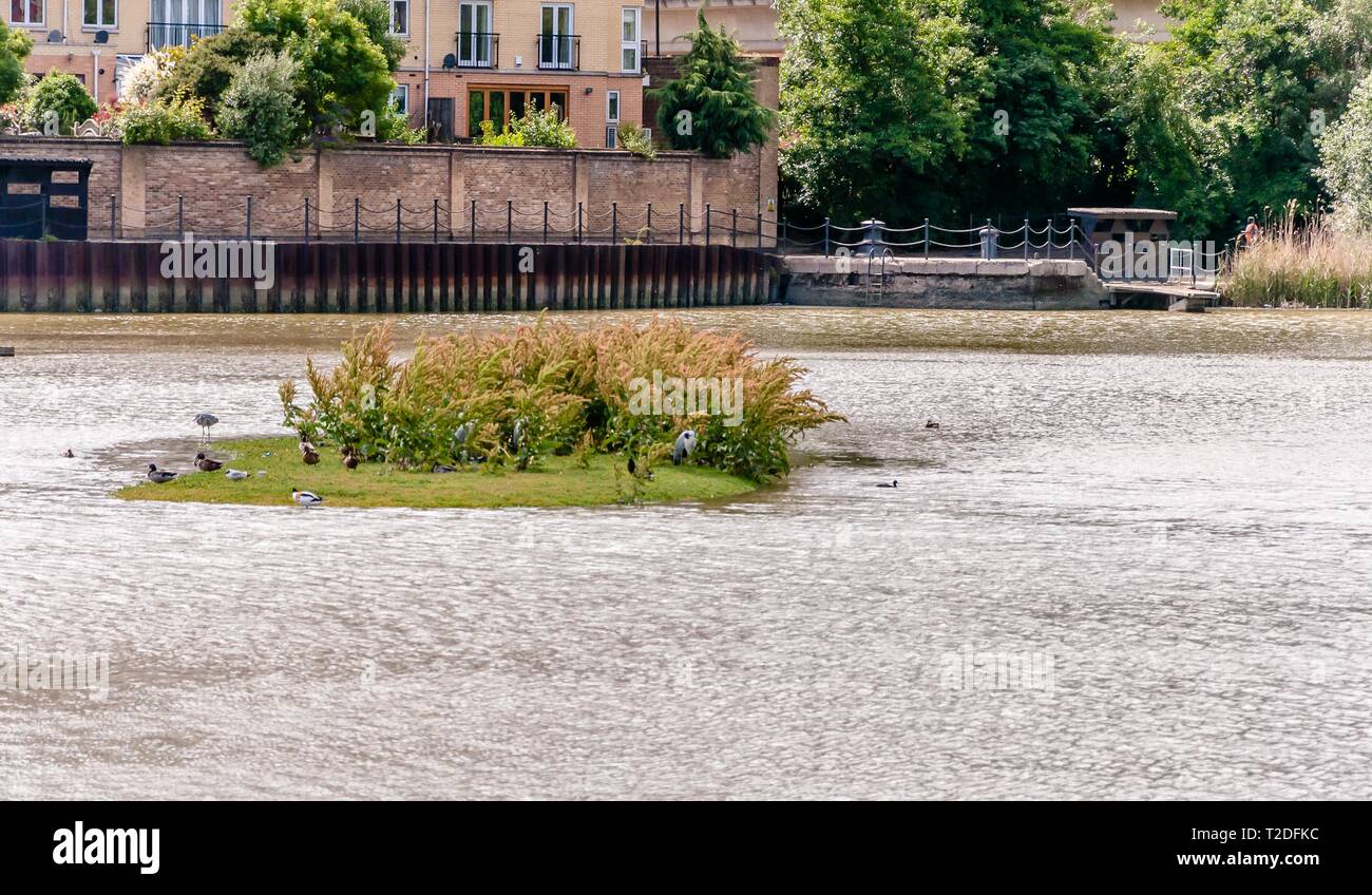 East India Dock Basin now an urban wildlife reserve Leamouth Peninsular ...
