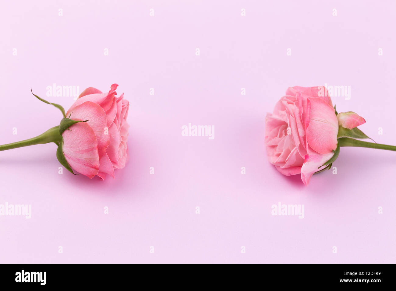 Two delicate roses on a beautiful pink background with space for text ...