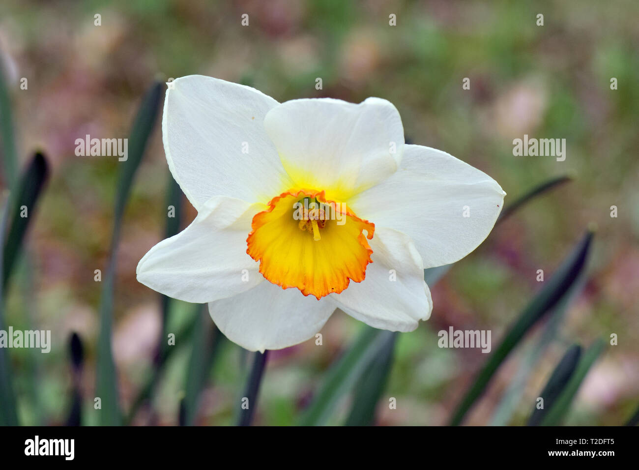 narcissus, jonquil, Narzissen, daffodil, daffadowndilly, narcisz ...