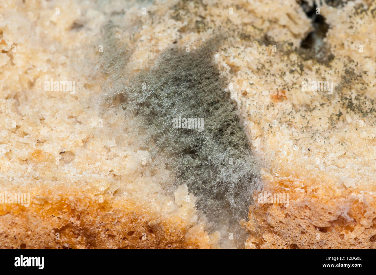 Hyphae bread mold hi-res stock photography and images - Alamy