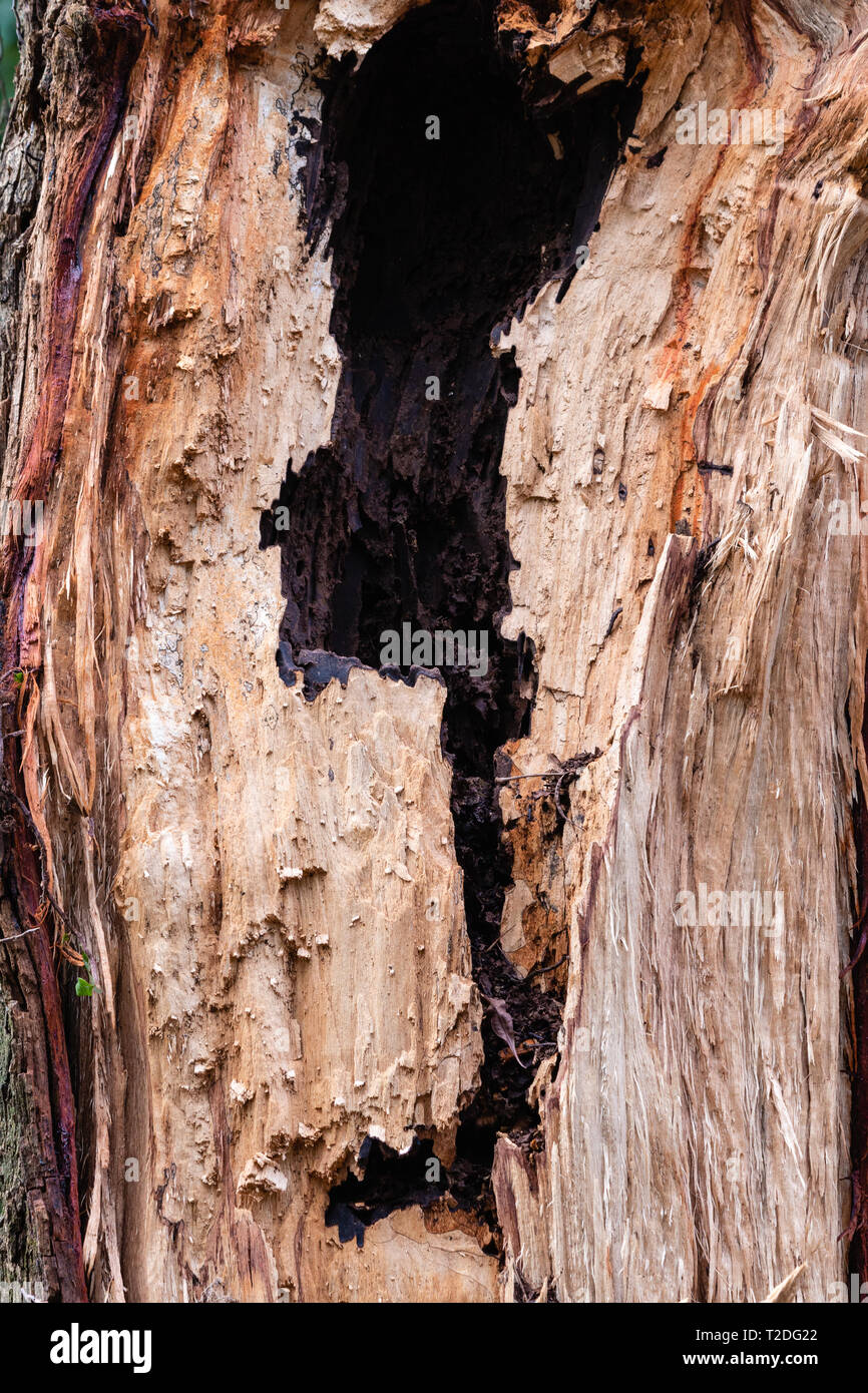 The texture of wood trunk Stock Photo - Alamy