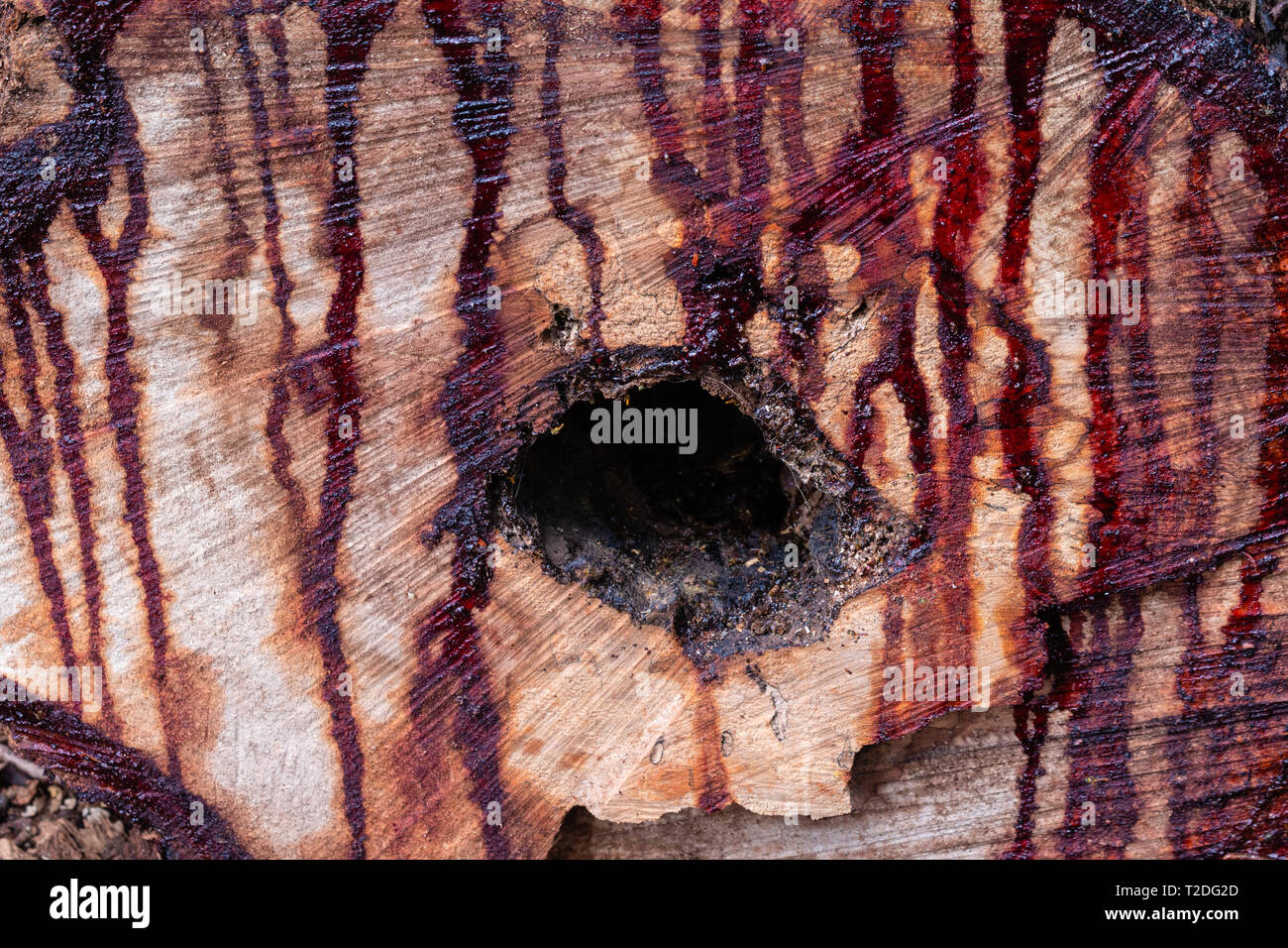 The texture of wood trunk Stock Photo - Alamy