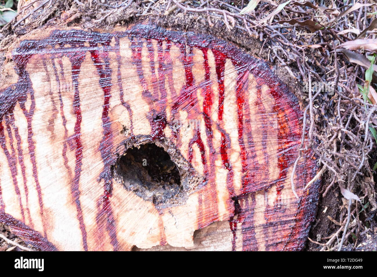 The texture of wood trunk Stock Photo - Alamy