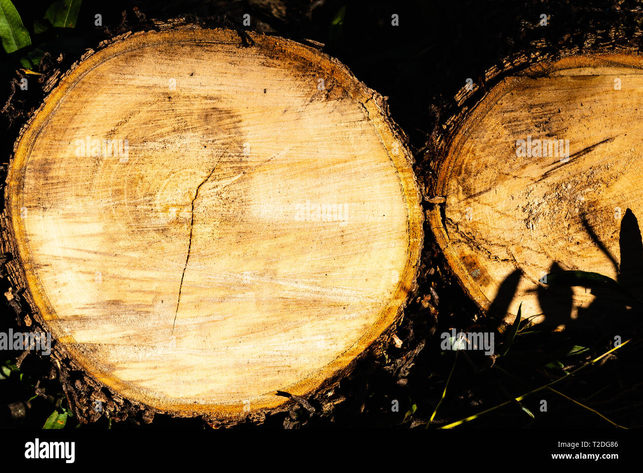 The texture of wood trunk Stock Photo - Alamy