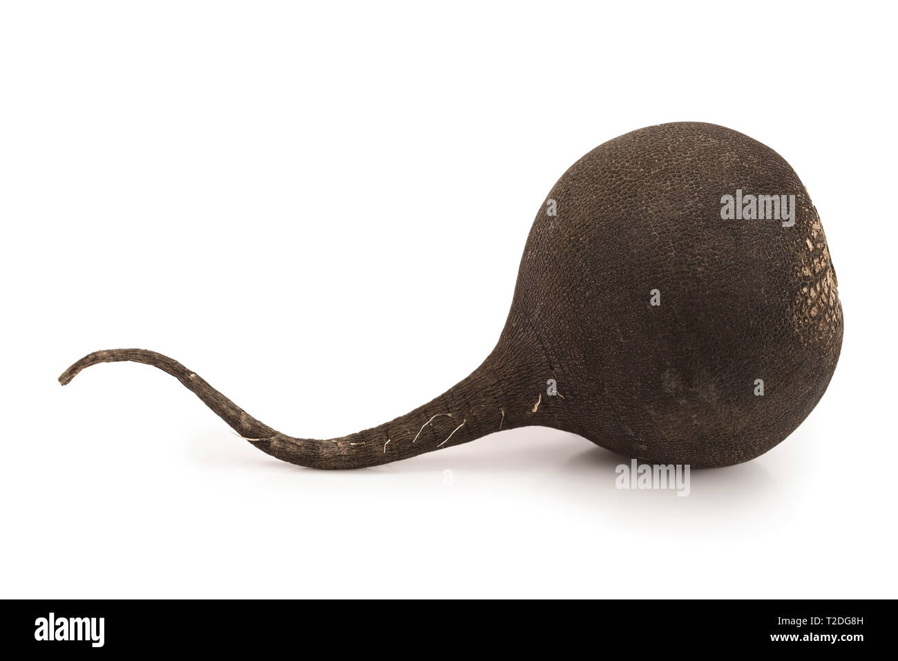 Single black radish isolated on white background Stock Photo - Alamy