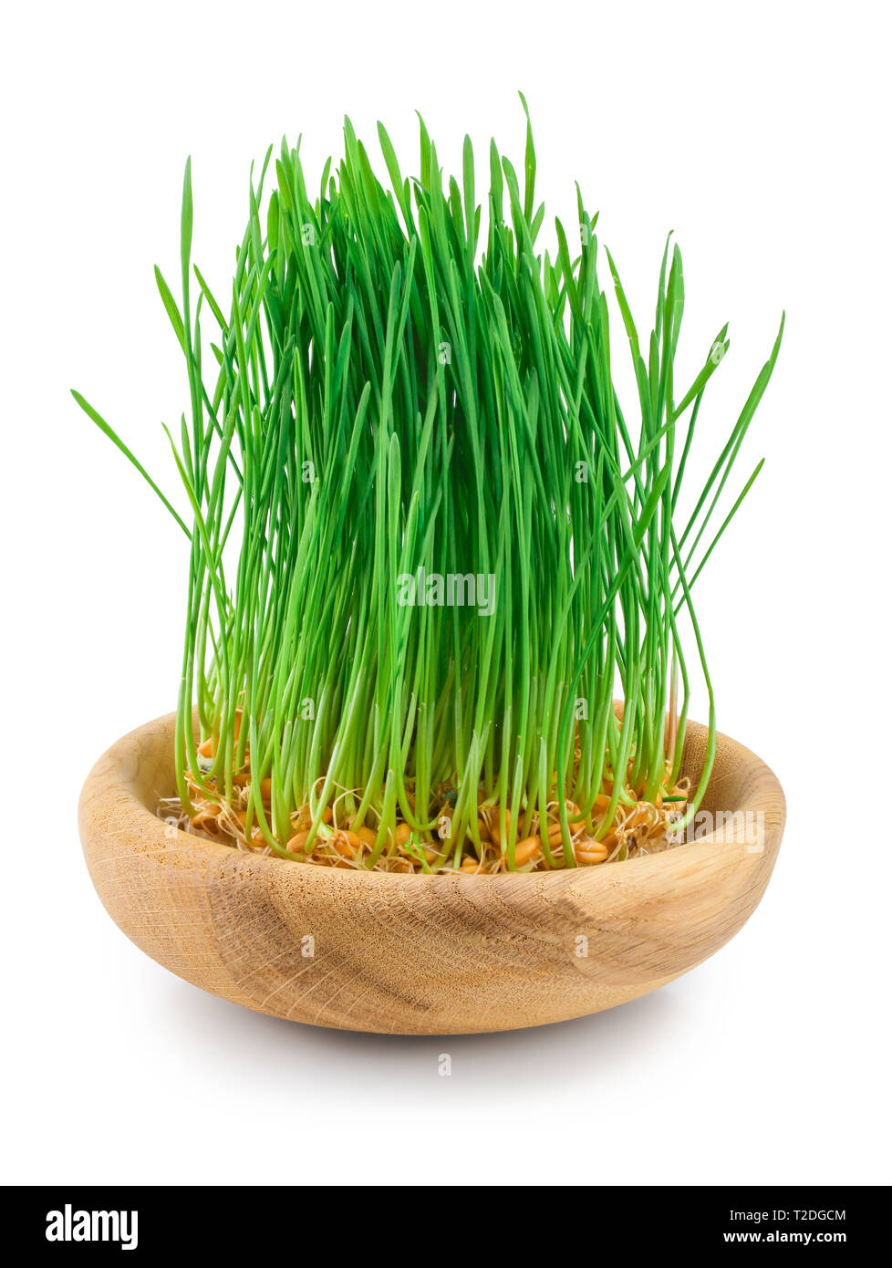 New wheat sprouts hi-res stock photography and images - Alamy