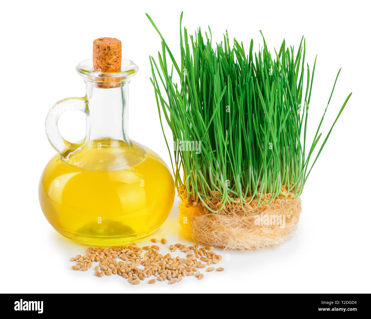 Wheat green sprouts and wheat germ oil isolated on white background ...