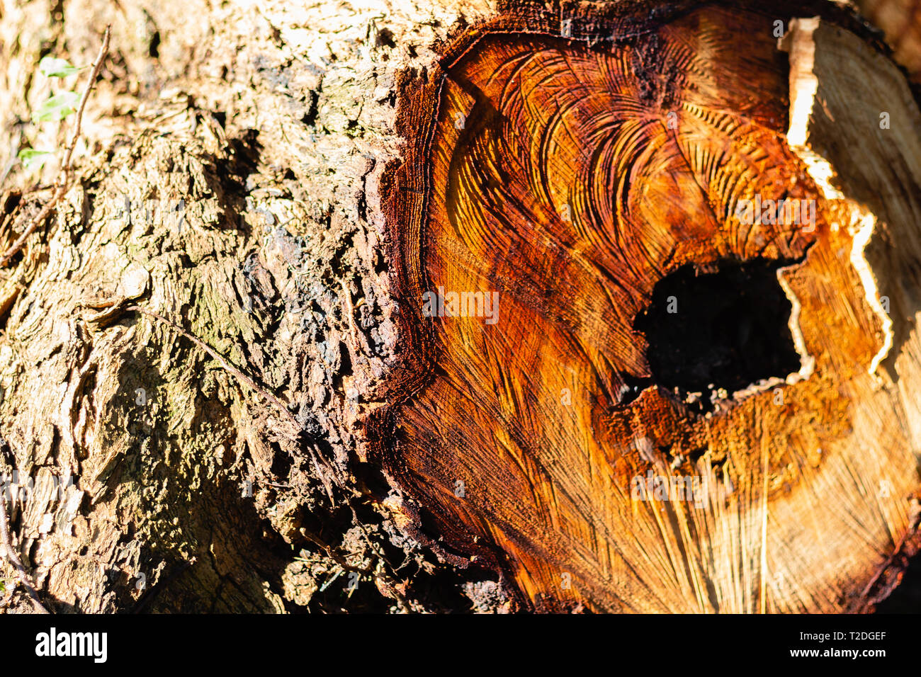 The texture of wood trunk Stock Photo - Alamy