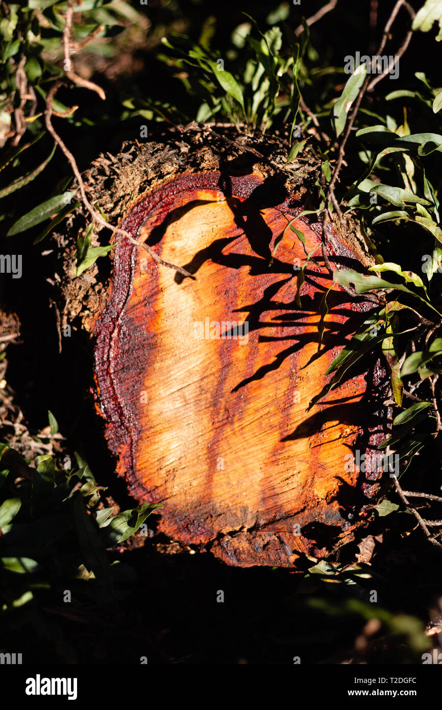 The texture of wood trunk Stock Photo - Alamy