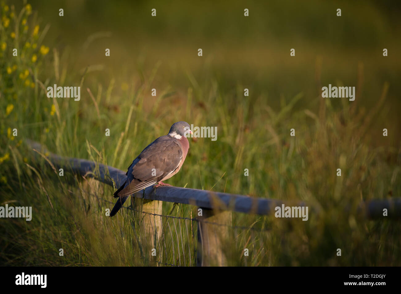 Wood pigeons in the countryside Stock Photo - Alamy