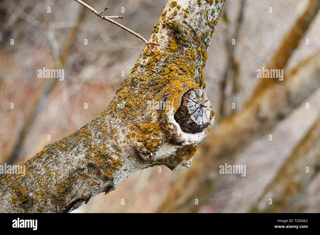 Moss Covered Stick High Resolution Stock Photography and Images - Alamy