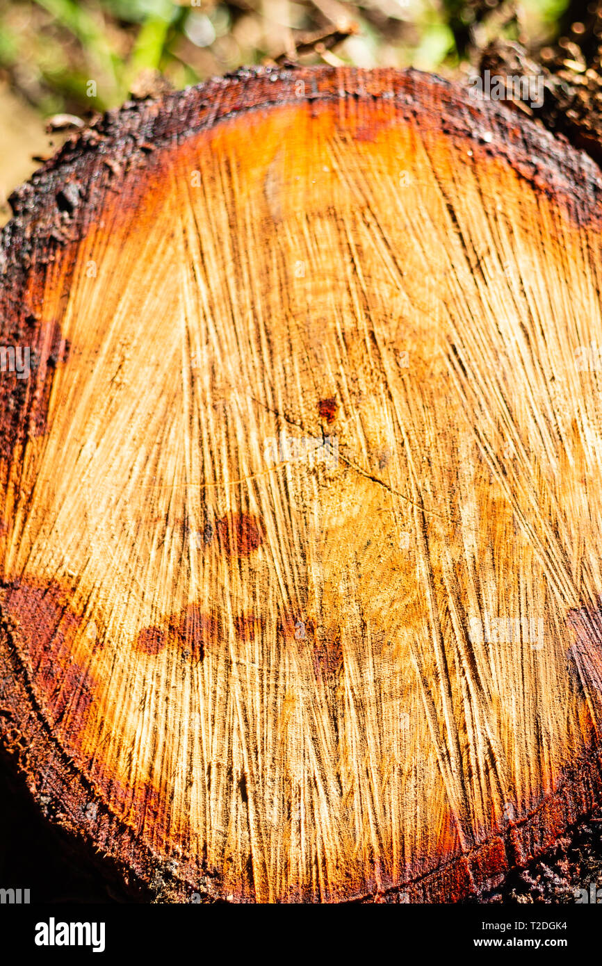 The texture of wood trunk Stock Photo - Alamy
