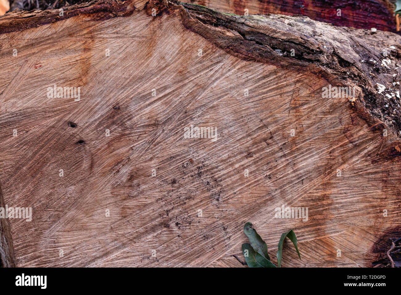 The texture of wood trunk Stock Photo - Alamy