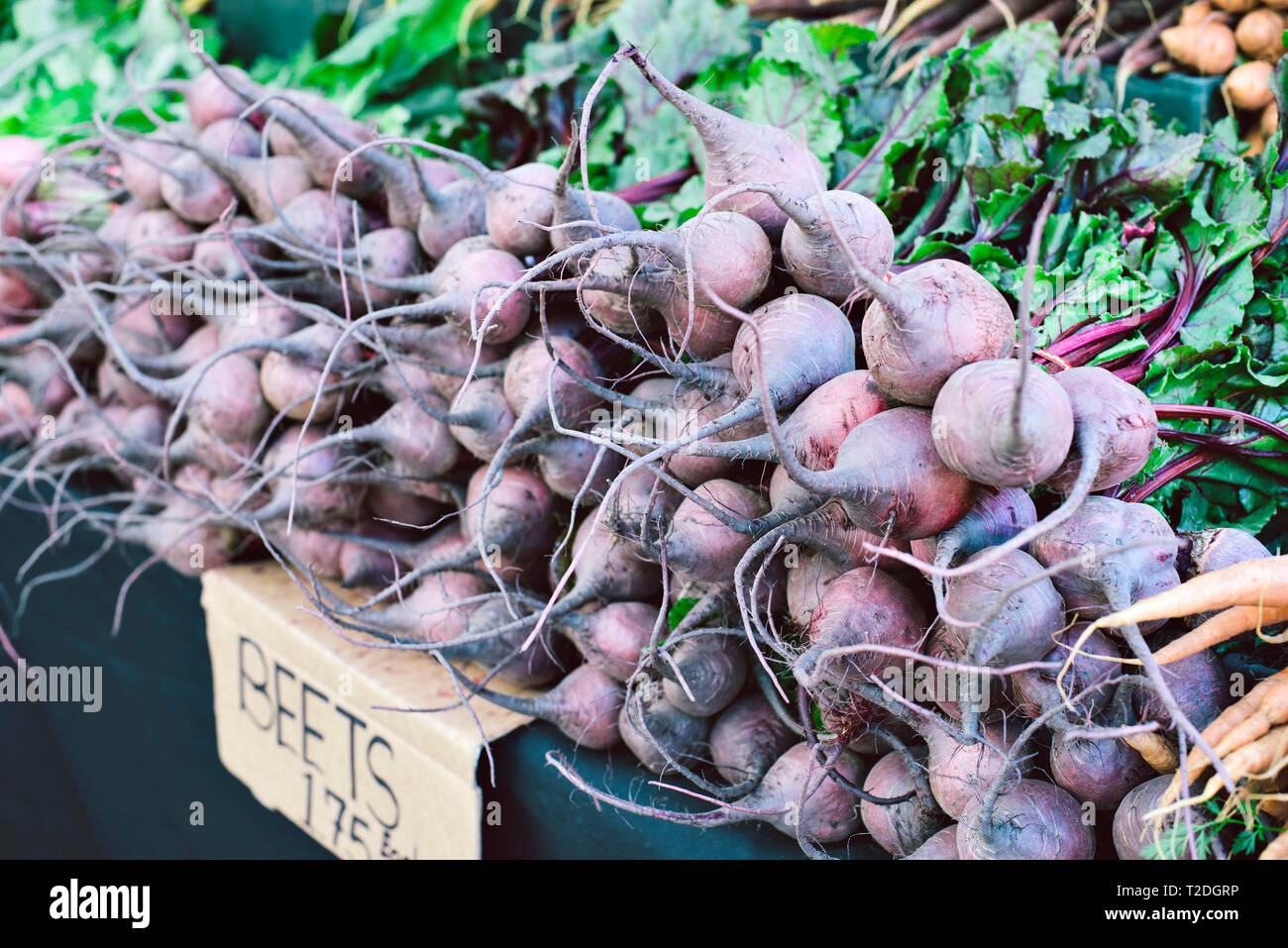 Large amount of beets bunched up on a table for sale at the farmers ...