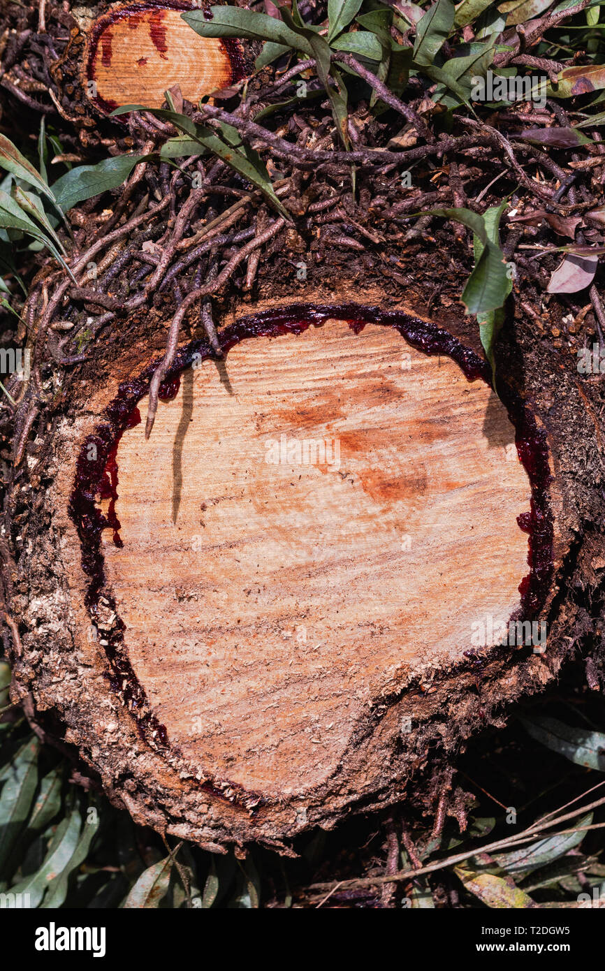 The texture of wood trunk Stock Photo - Alamy