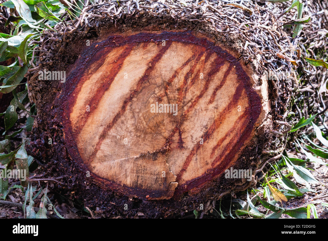 The texture of wood trunk Stock Photo - Alamy