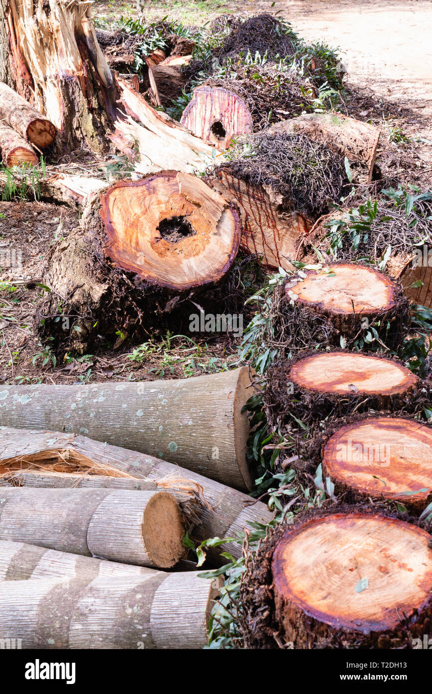 The texture of wood trunk Stock Photo - Alamy