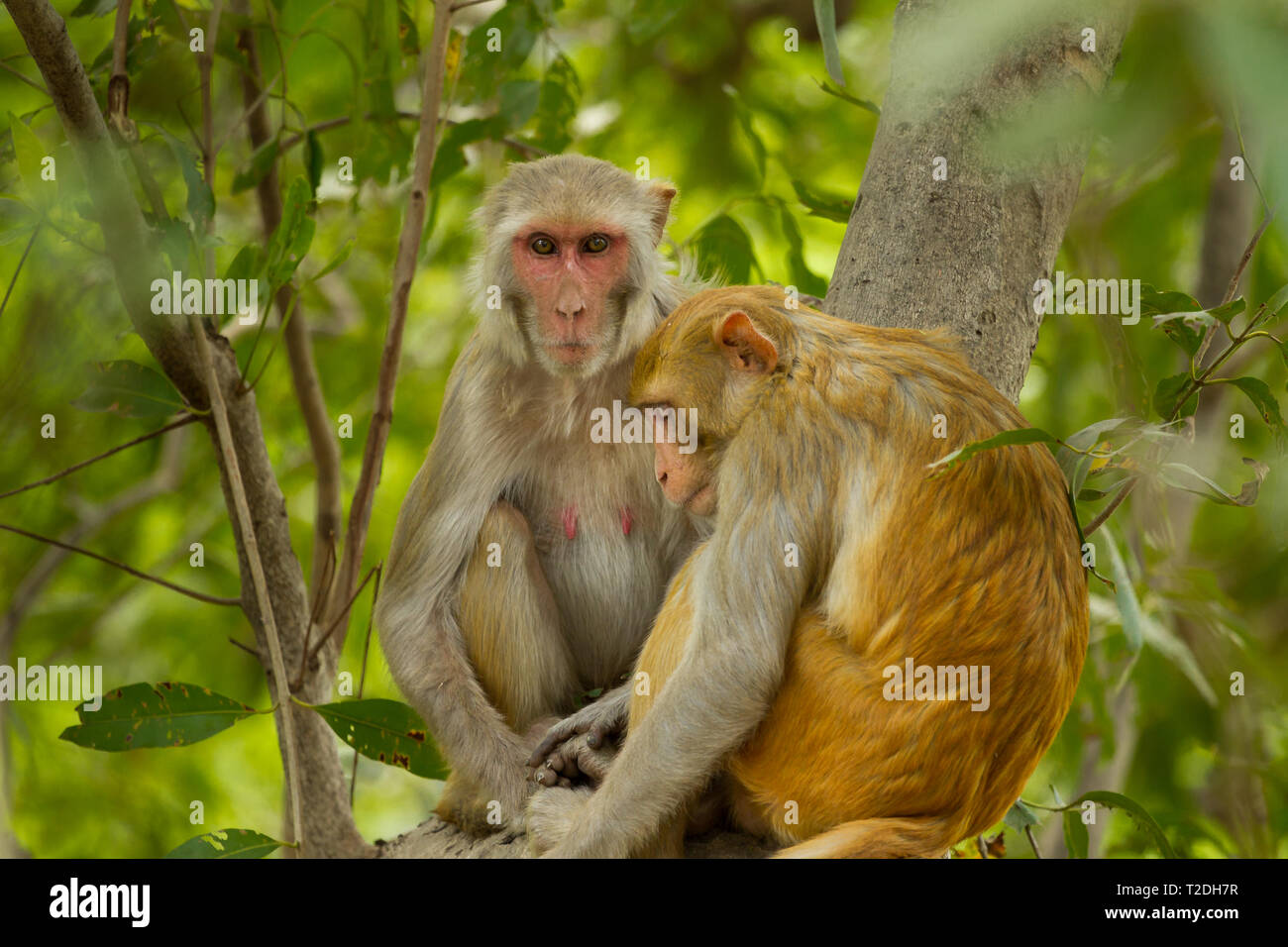 Family of macaques in the trees in India Stock Photo - Alamy