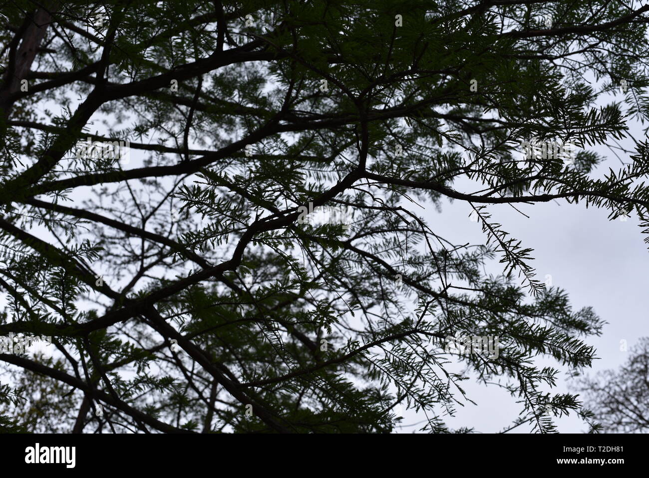 Sky through Branches Stock Photo - Alamy