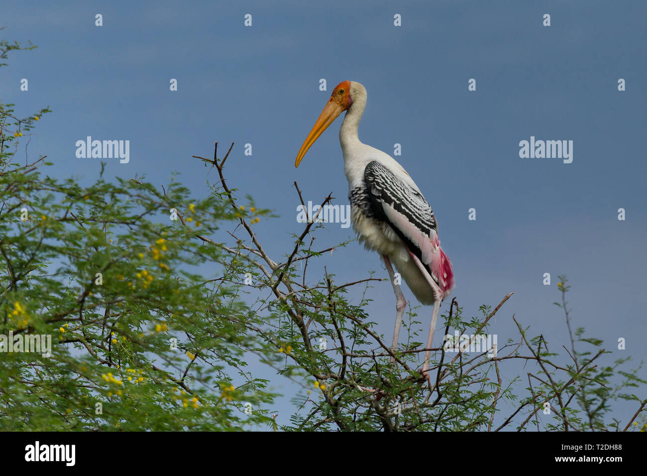 Painted storks in India Stock Photo - Alamy