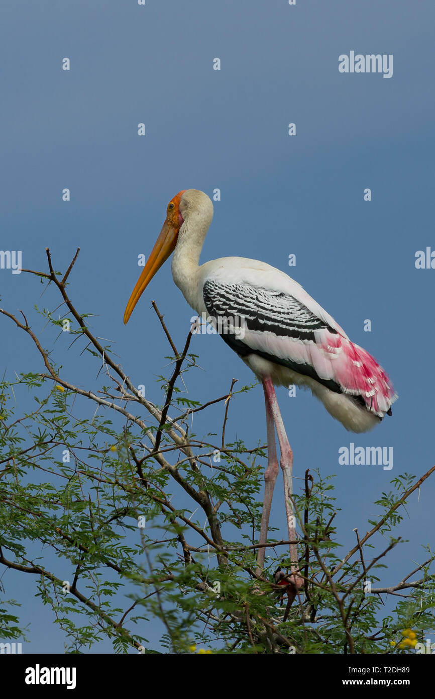 Painted storks in India Stock Photo - Alamy