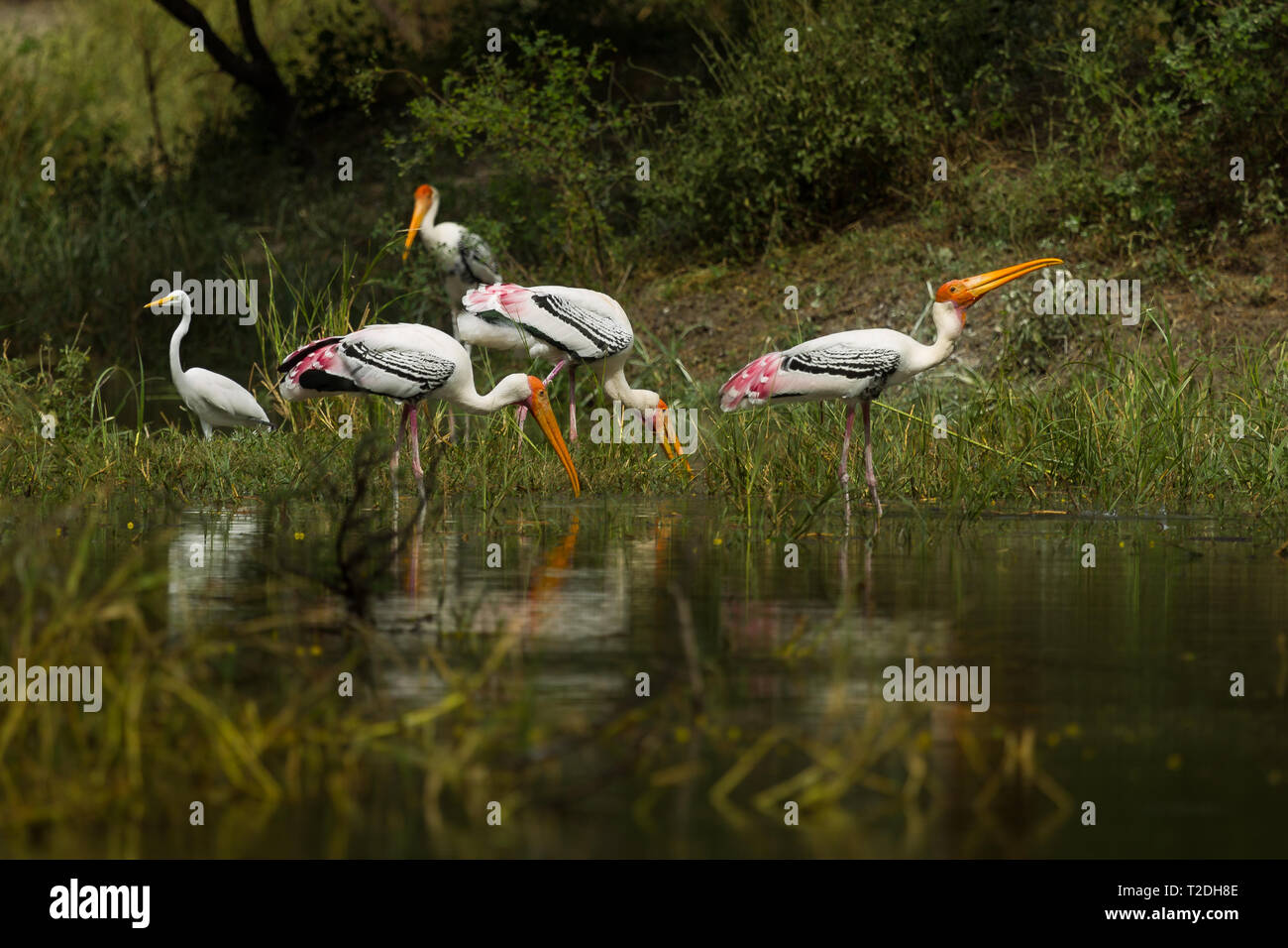 Painted storks in India Stock Photo - Alamy