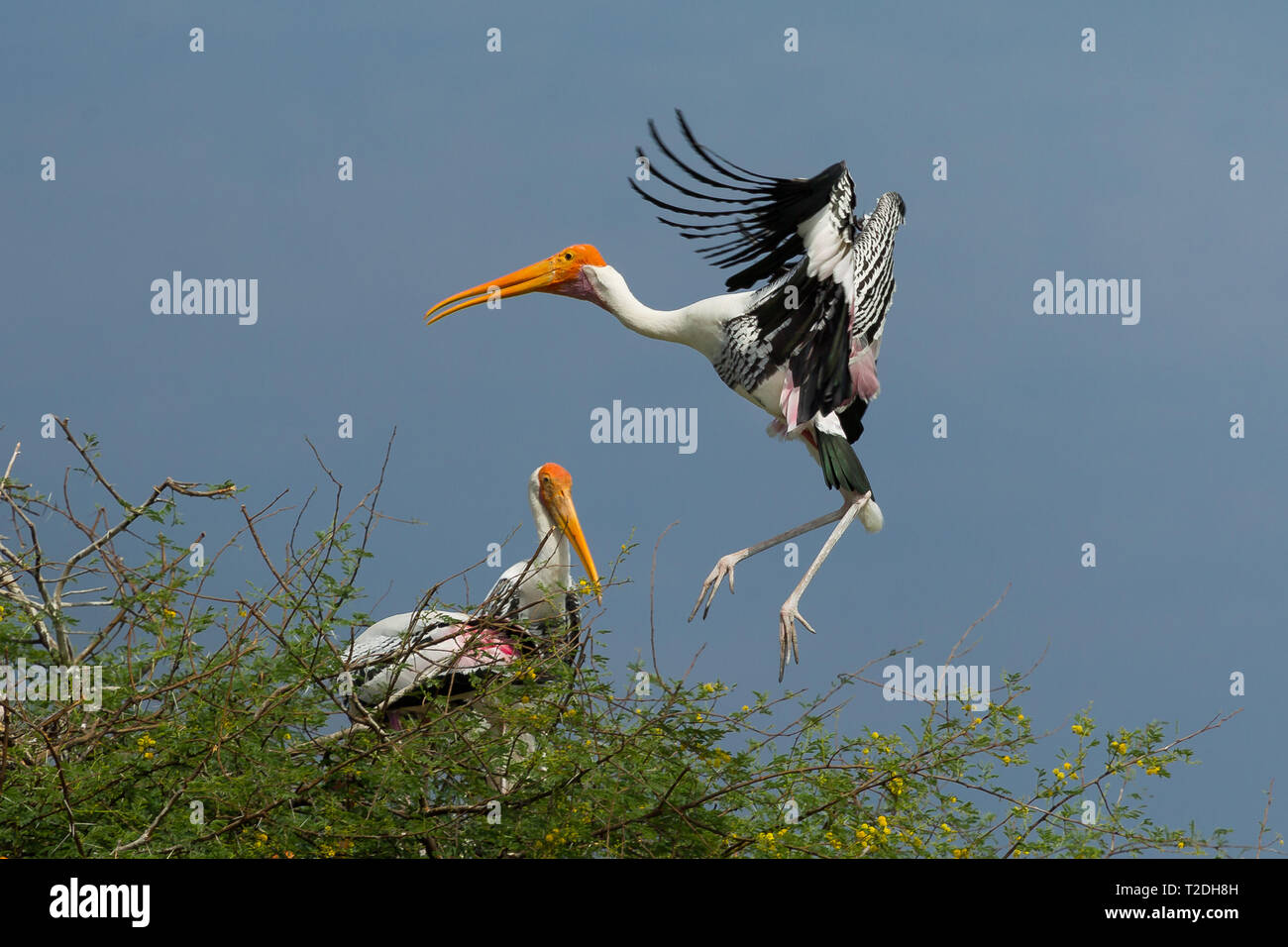 Painted storks in India Stock Photo - Alamy