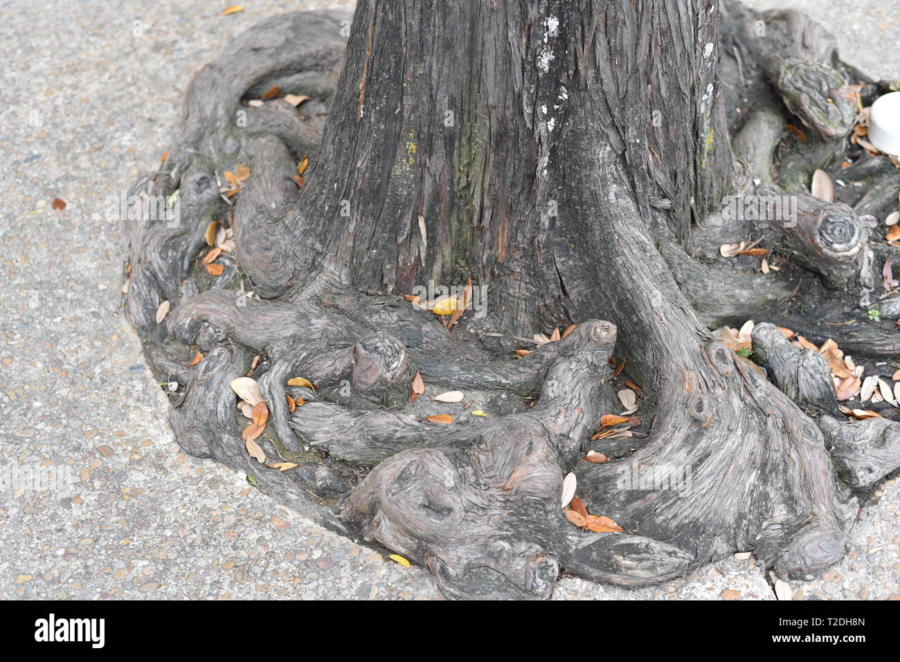 Cypress Tree Stump High Resolution Stock Photography and Images - Alamy