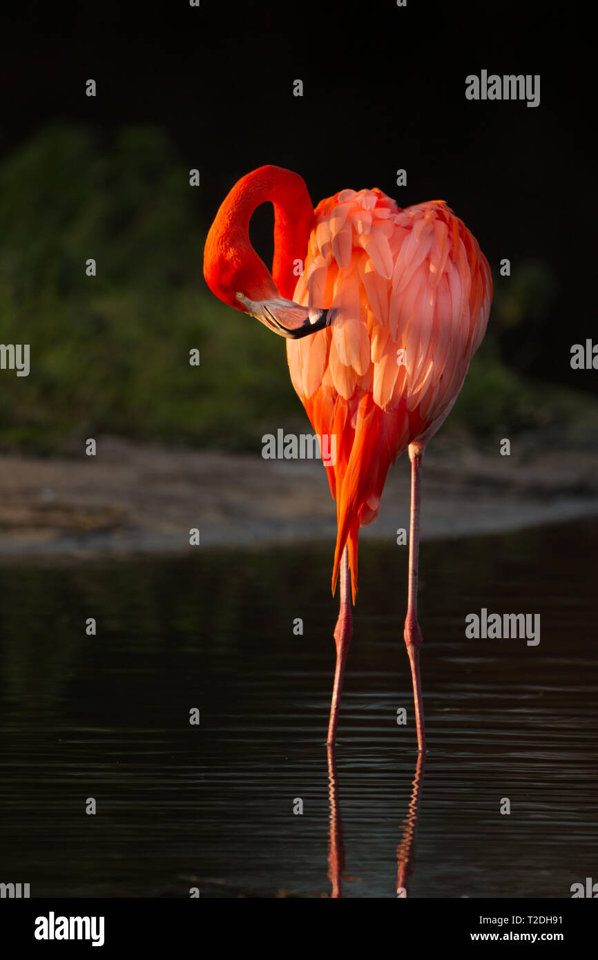 Pink flamingo relaxing in water hi-res stock photography and images - Alamy