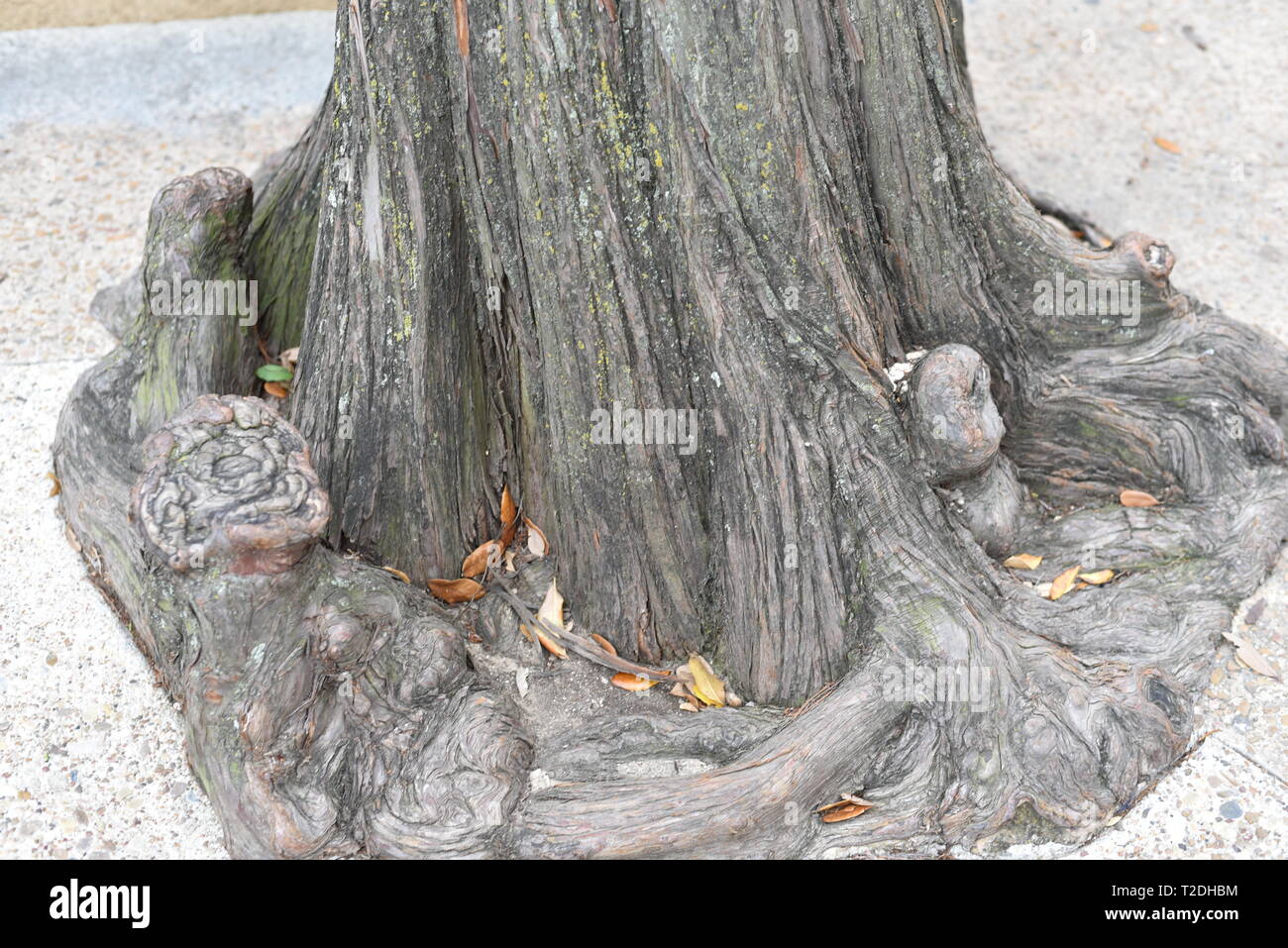 Cypress Tree Stump High Resolution Stock Photography and Images - Alamy