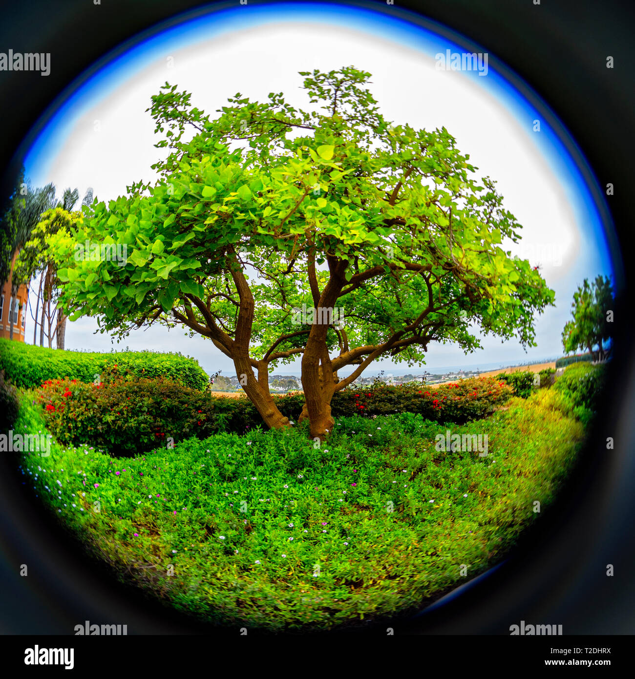 Fisheye view of a single green tree and ground cover Stock Photo - Alamy