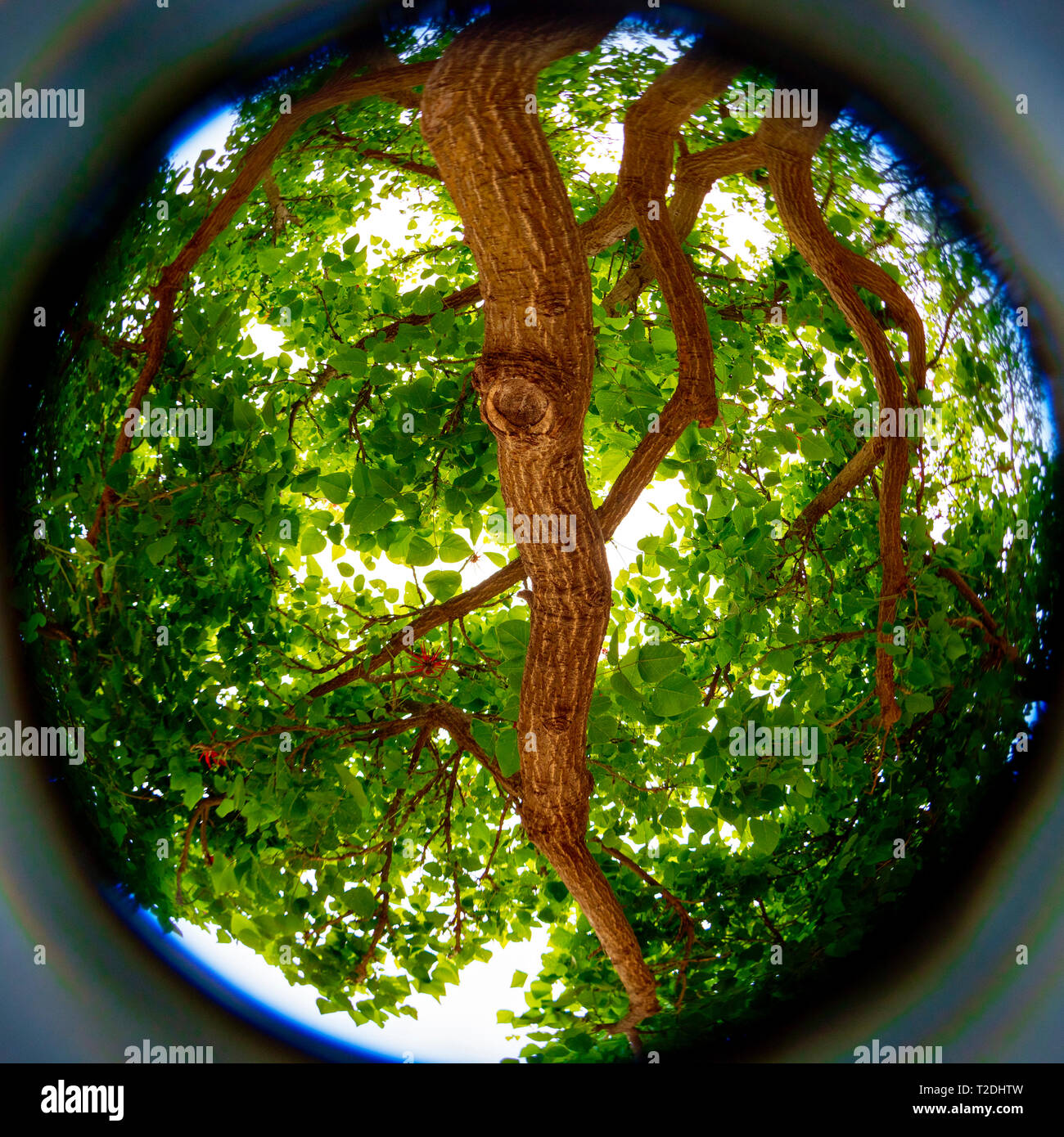 Looking up at tree with green leaves from ground, Fisheye angle view ...