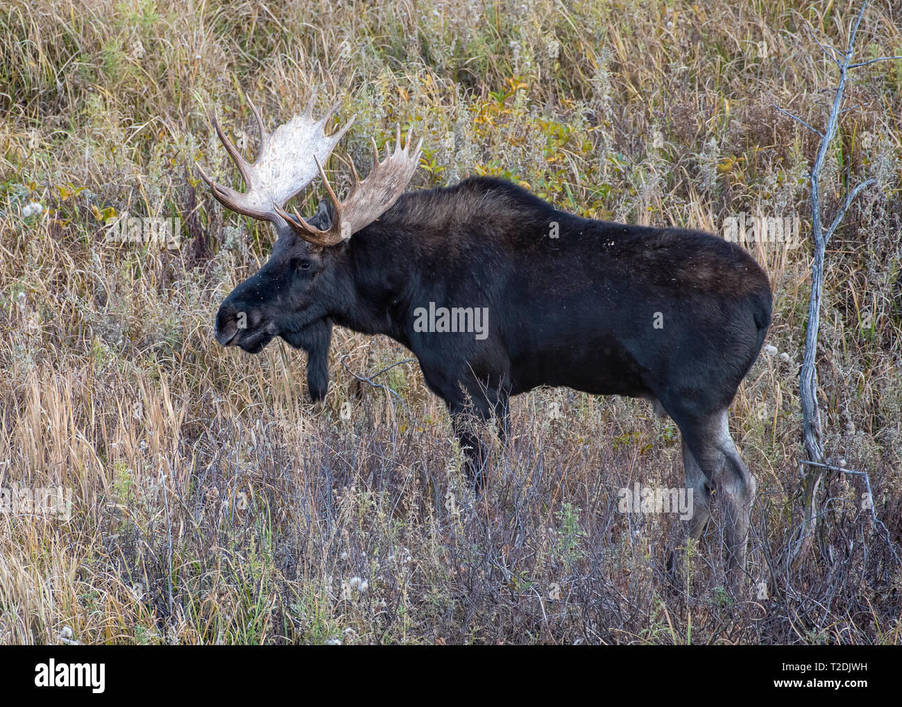 Moose grand teton national park hi-res stock photography and images - Alamy