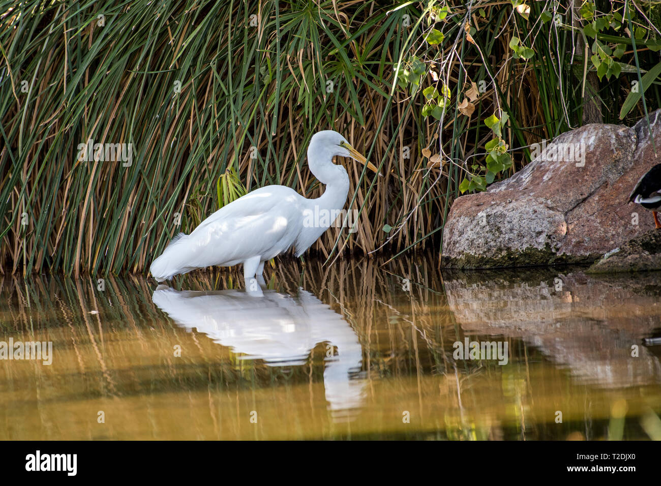 Great egret standing hi-res stock photography and images - Alamy