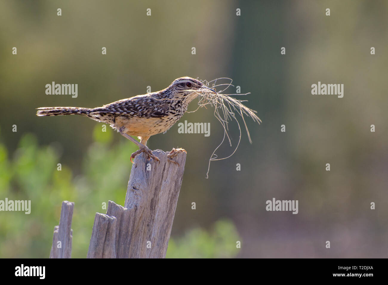 Cactus wren nest hi-res stock photography and images - Alamy