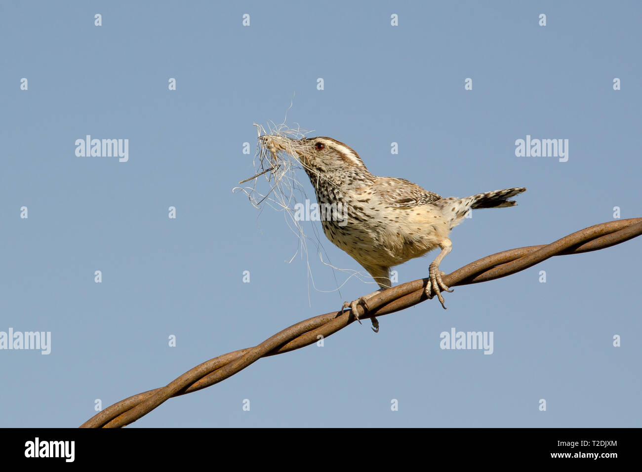 Blue wren nest hi-res stock photography and images - Alamy