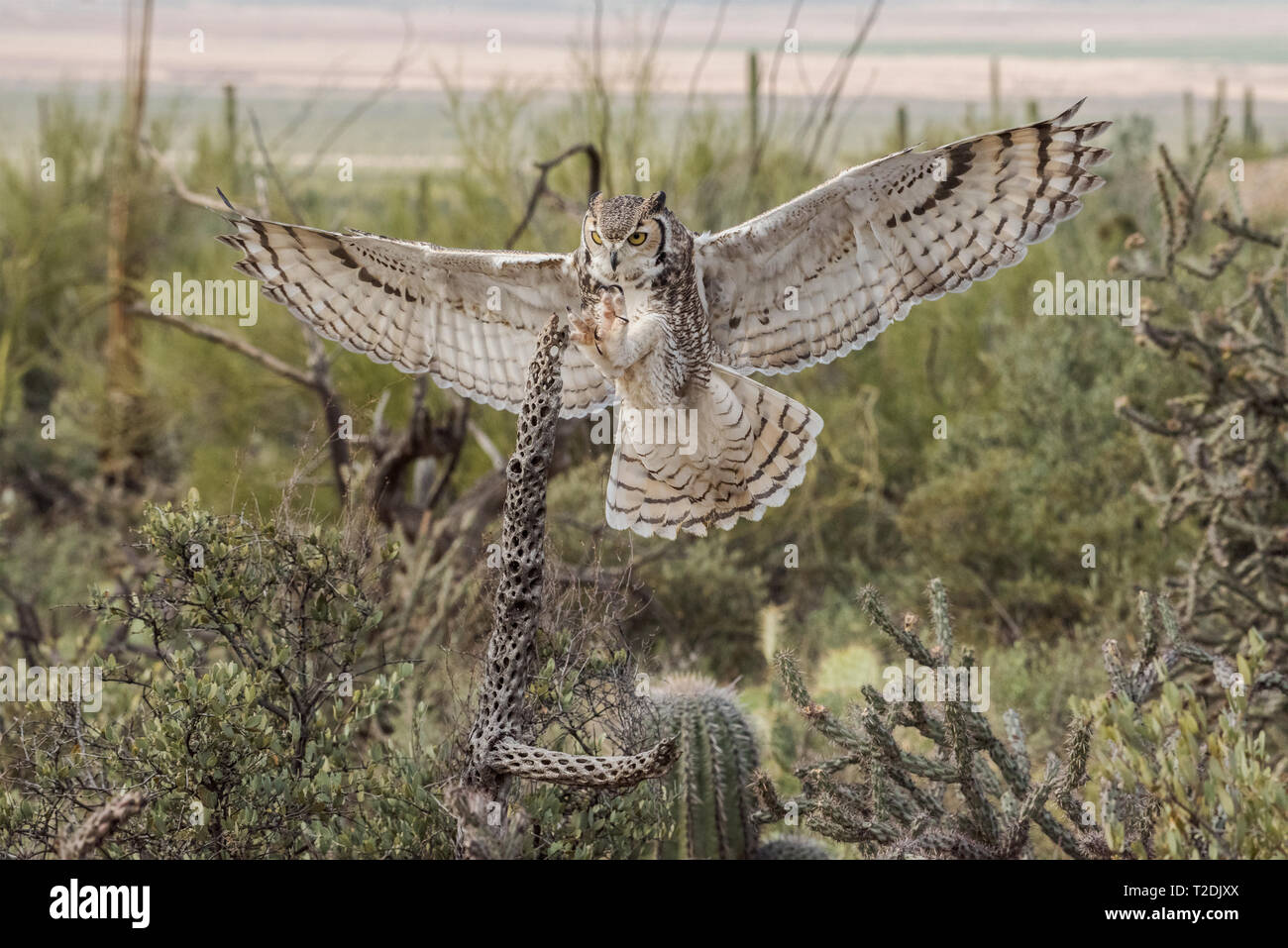 Owl talons outstretched hi-res stock photography and images - Alamy