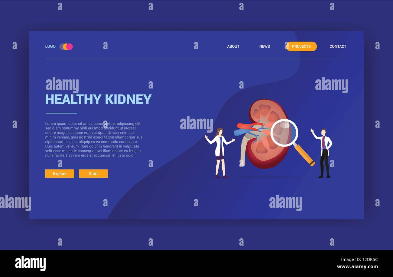 Kidney check up vector website template hi-res stock photography and ...