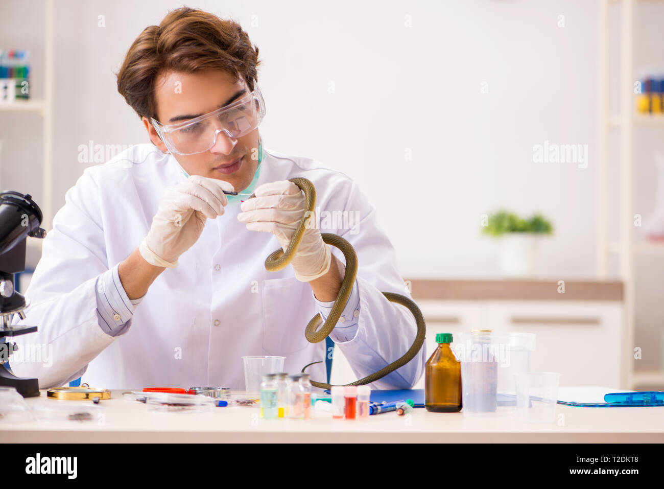 Male scientist extracting poison from snake for drug synthesis Stock ...