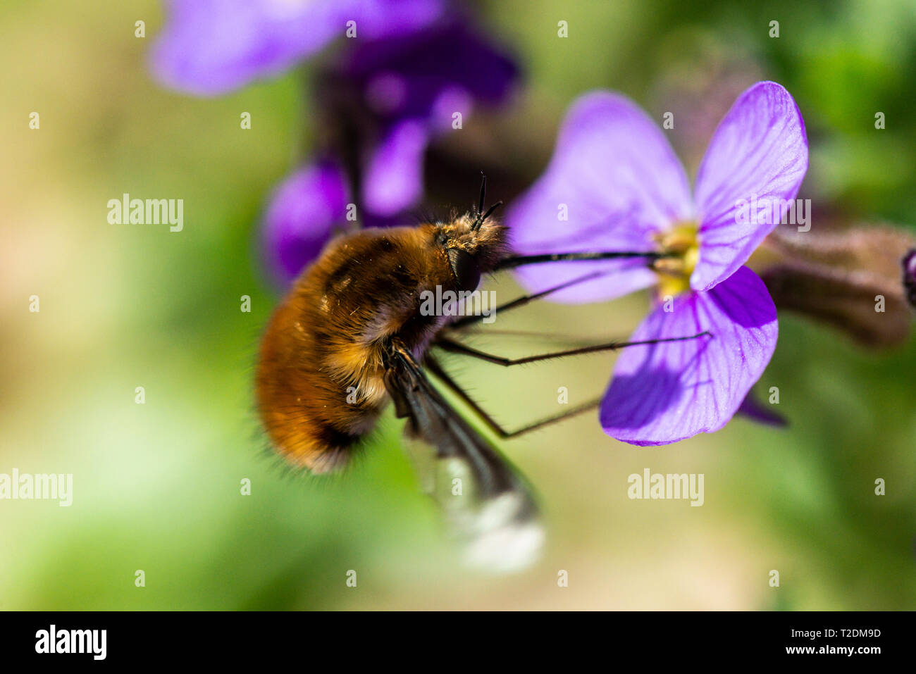 A dark-edged bee-fly (Bombylius major) on an Aubretia (Aubrieta Stock ...