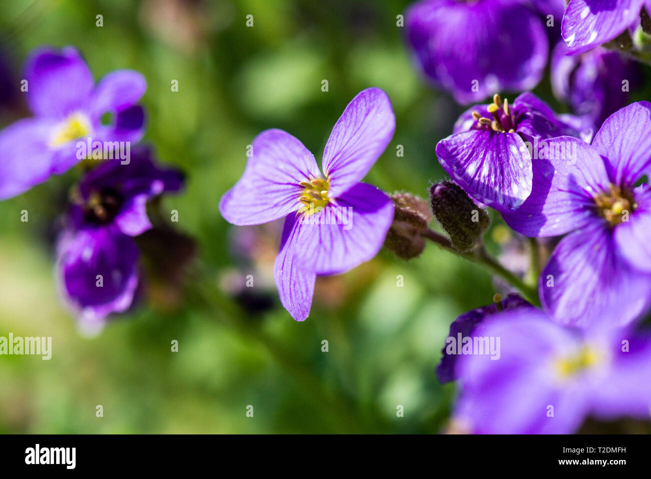 Aubretia flower hi-res stock photography and images - Alamy