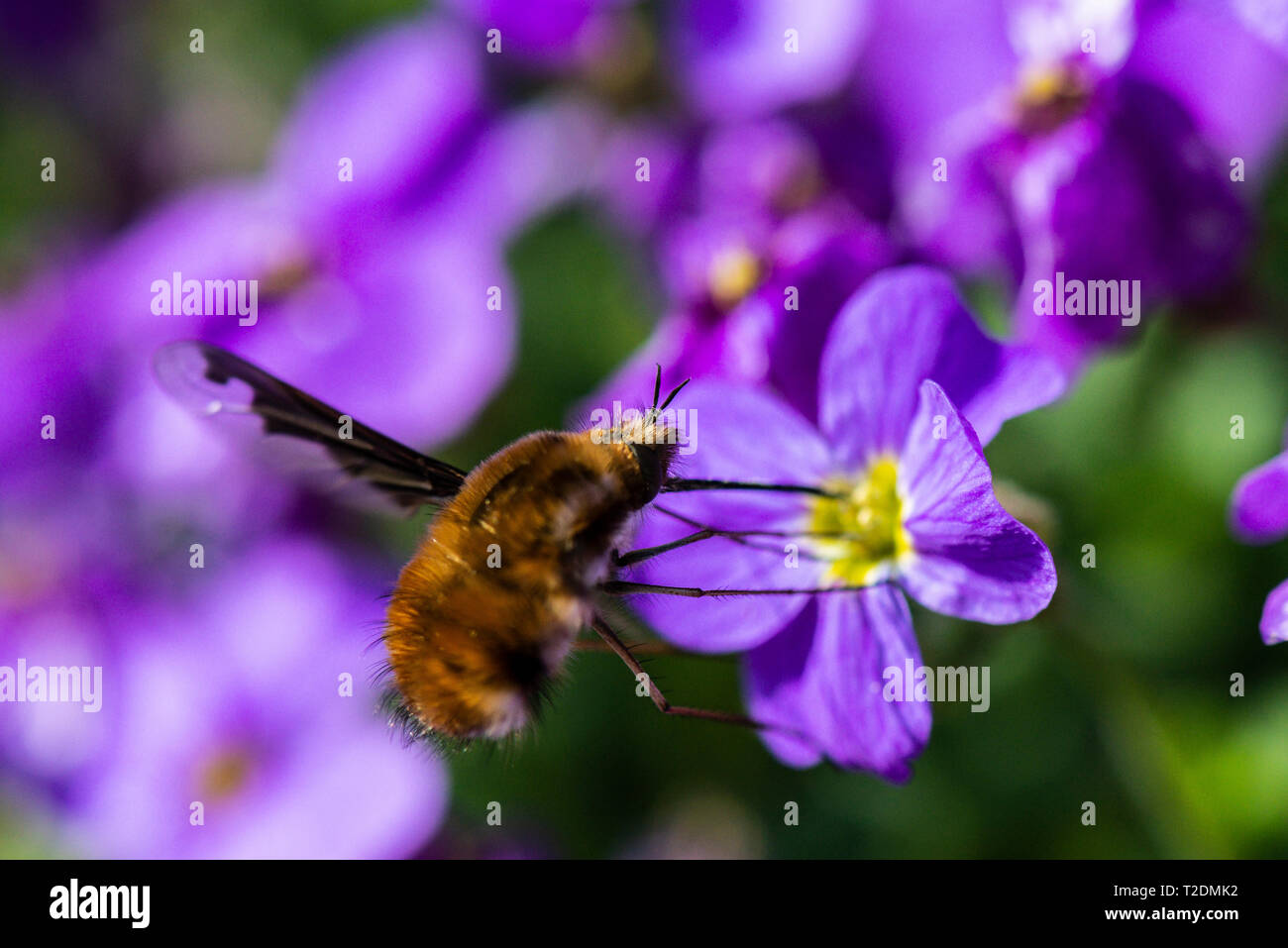 A dark-edged bee-fly (Bombylius major) on an Aubretia (Aubrieta Stock ...