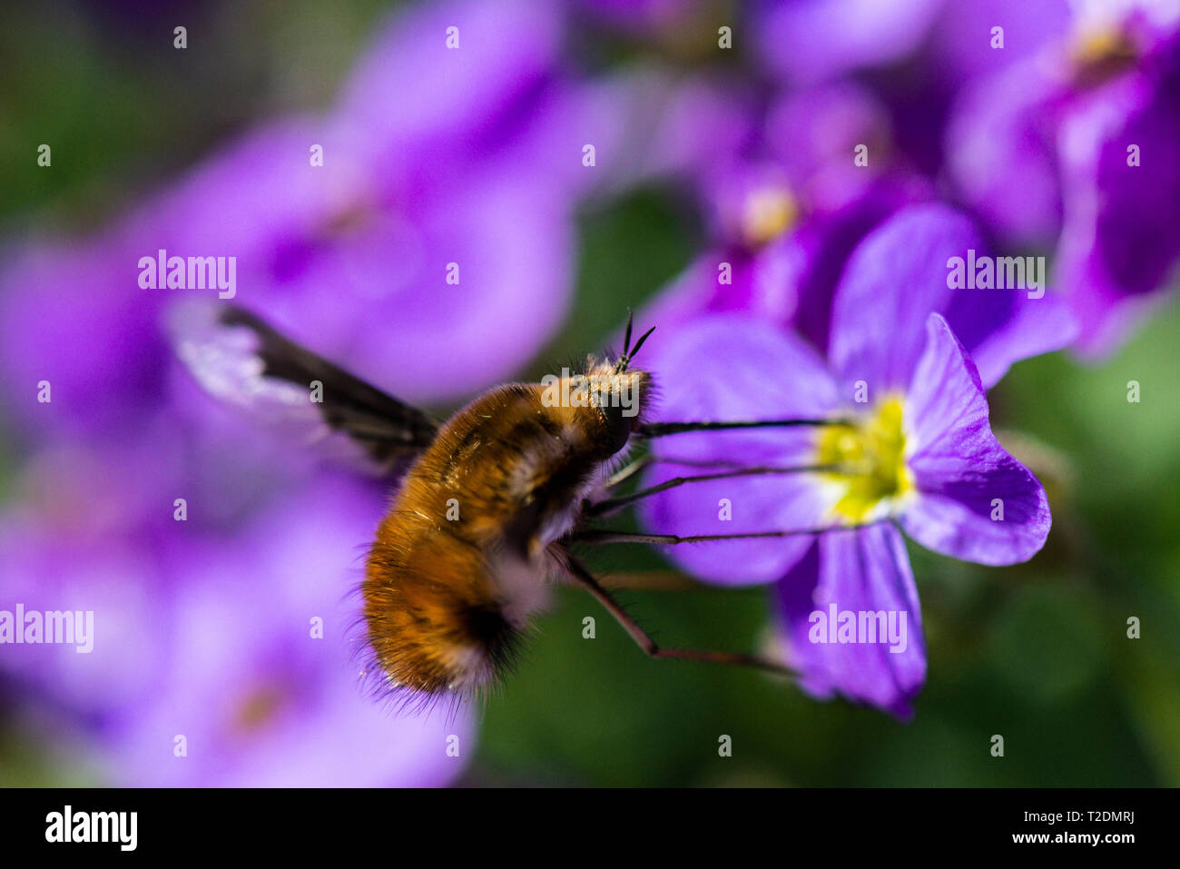 Dark edged bee fly uk hi-res stock photography and images - Alamy