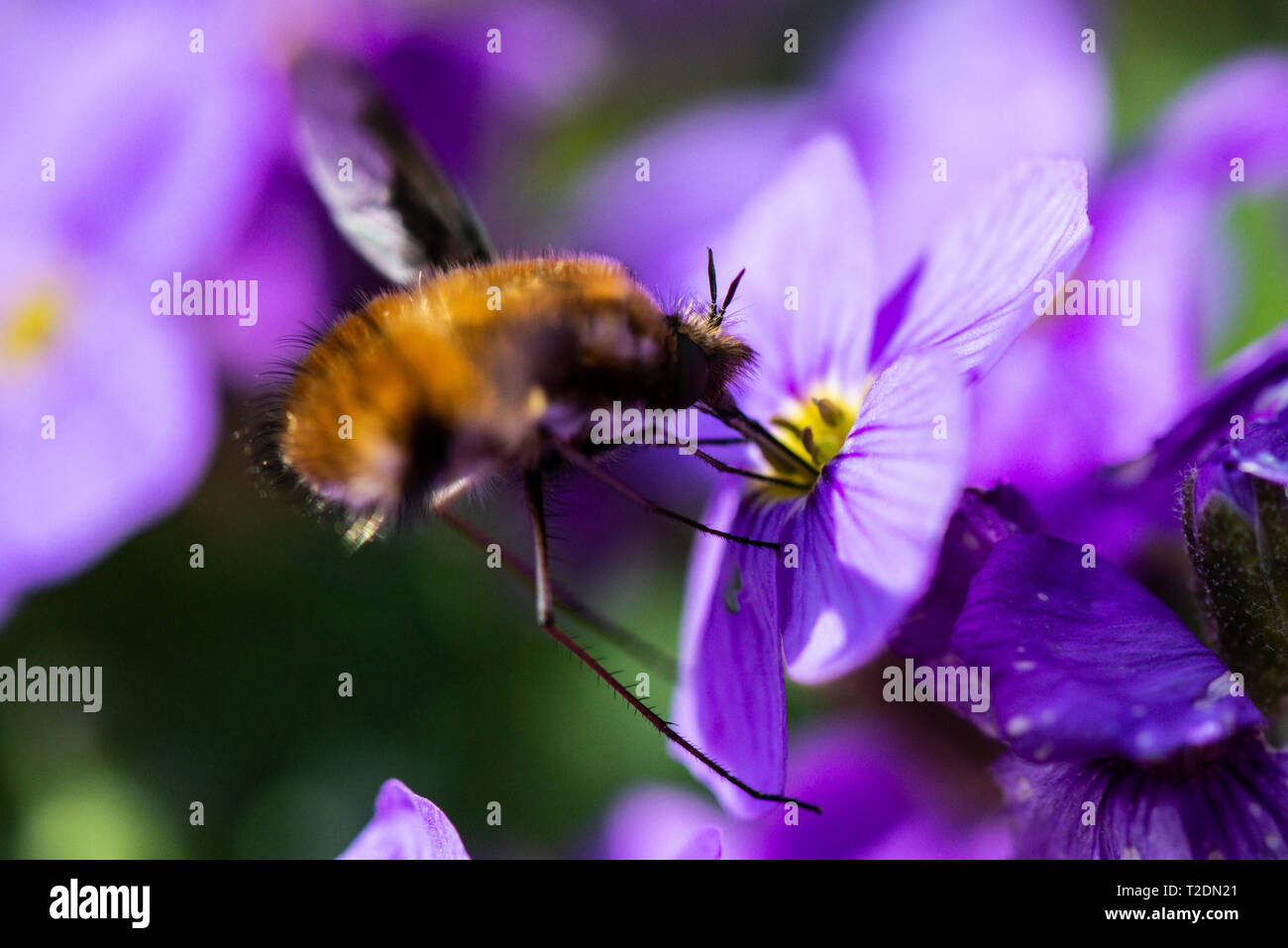 A dark-edged bee-fly (Bombylius major) on an Aubretia (Aubrieta Stock ...