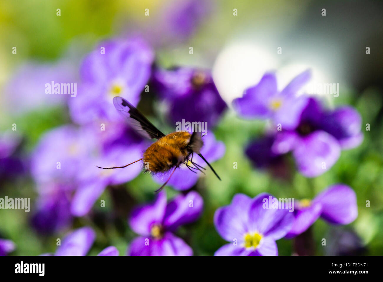 Dark edged bee fly uk hi-res stock photography and images - Alamy